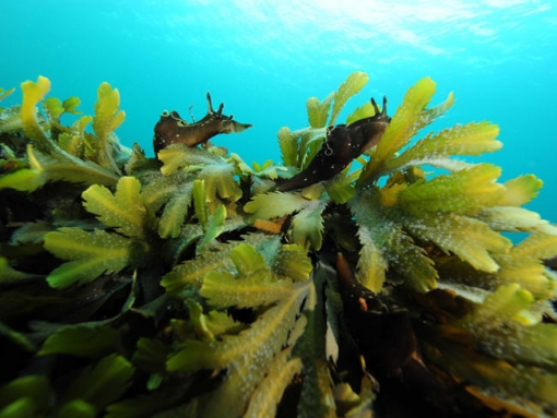 Deux journées pour redorer l'image des algues - Eco-Bretons